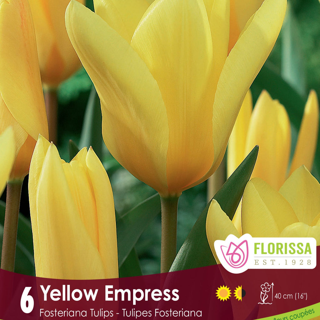 Preorder Tulip 'Yellow Empress' Bulbs | Amsterdam Garden Centre