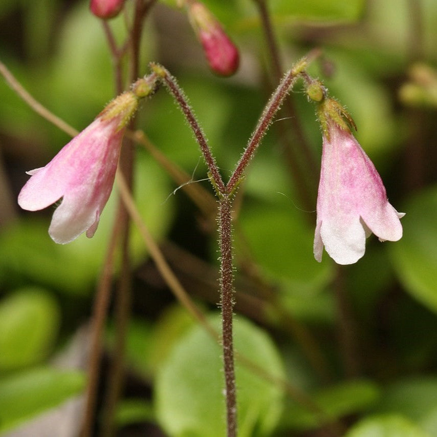 Preorder Linnaea borealis (Twinflower) | Amsterdam Garden Centre