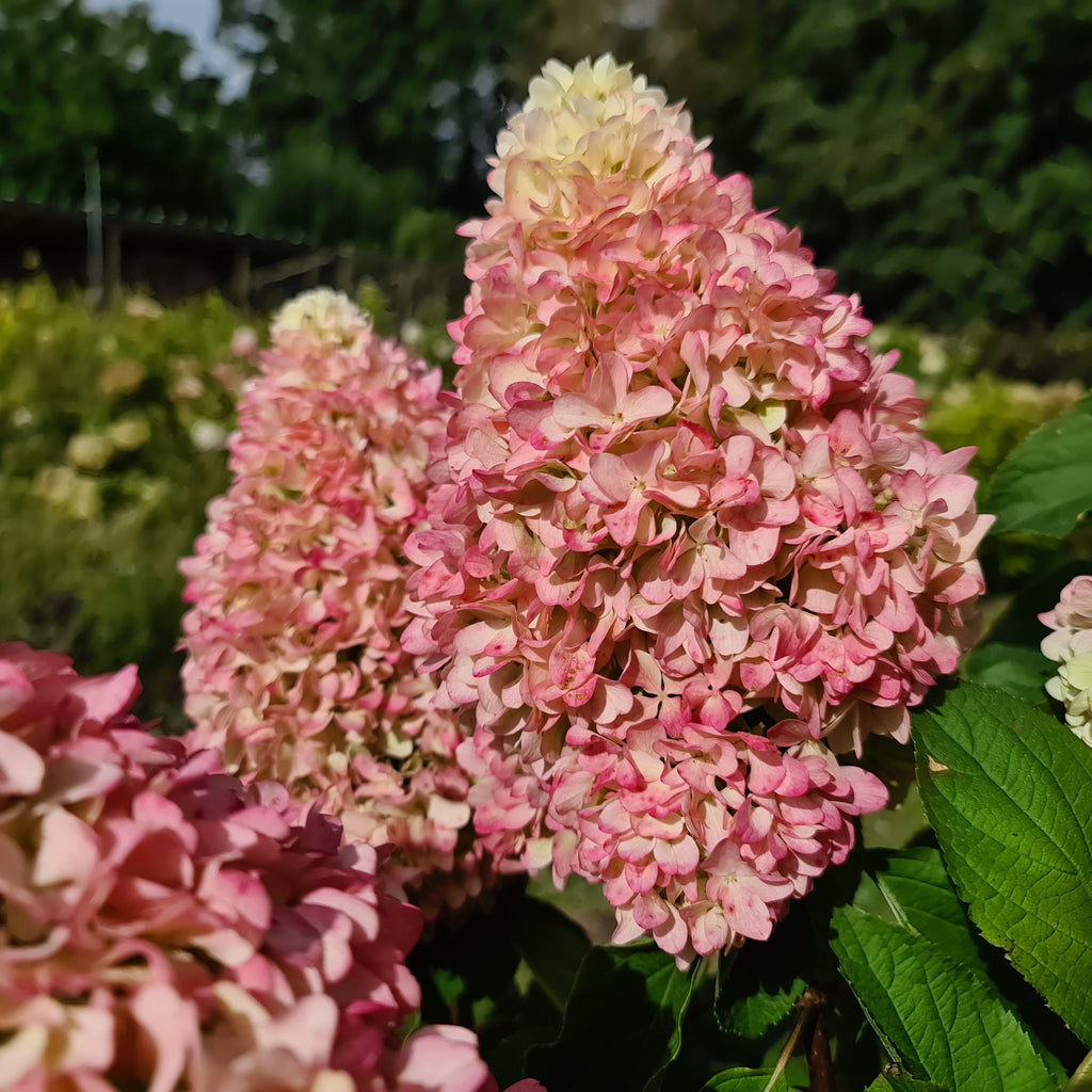 Preorder Hydrangea paniculata 'Little Fresco' | Amsterdam Garden Centre