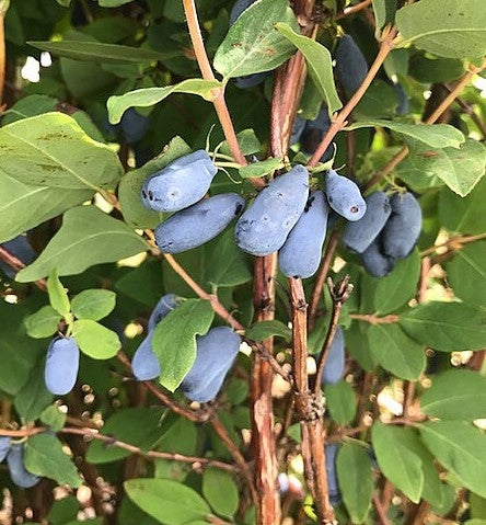 Preorder Honeyberry (Haskap) ‘Blue Banana’ | Amsterdam Garden Centre
