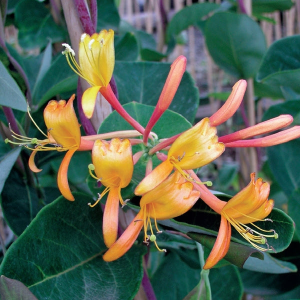 Preorder Lonicera x ‘Mandarin’ | Amsterdam Garden Centre