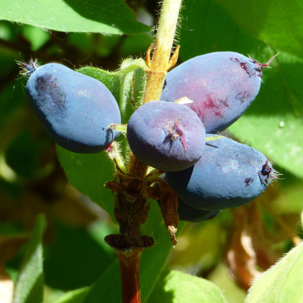 Preorder Honeyberry ‘Berry Blue’ | Amsterdam Garden Centre