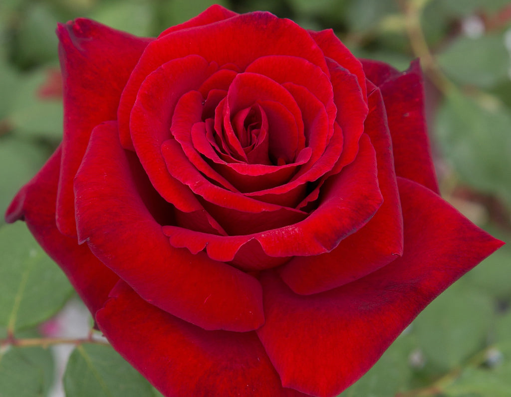 Preorder Rose ‘Love's Promise’ | Amsterdam Garden Centre