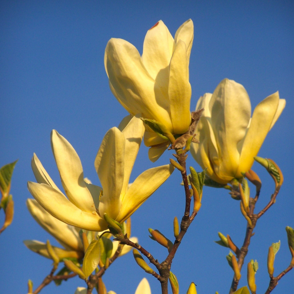 Preorder Magnolia Trees | Amsterdam Garden Centre