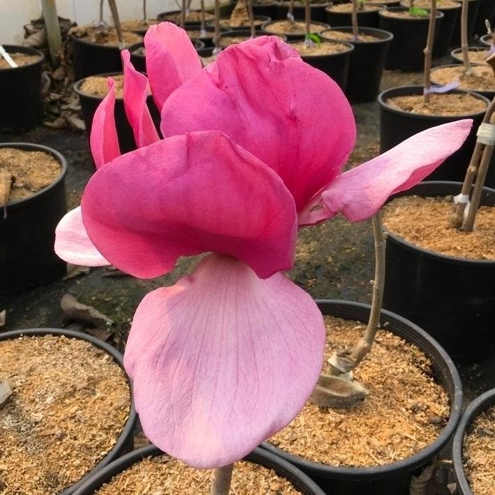 Preorder Magnolia 'Felix' | Amsterdam Garden Centre