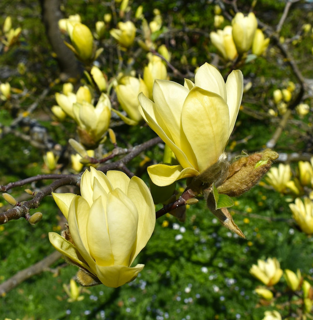 Preorder Magnolia 'Sunburst' | Amsterdam Garden Centre