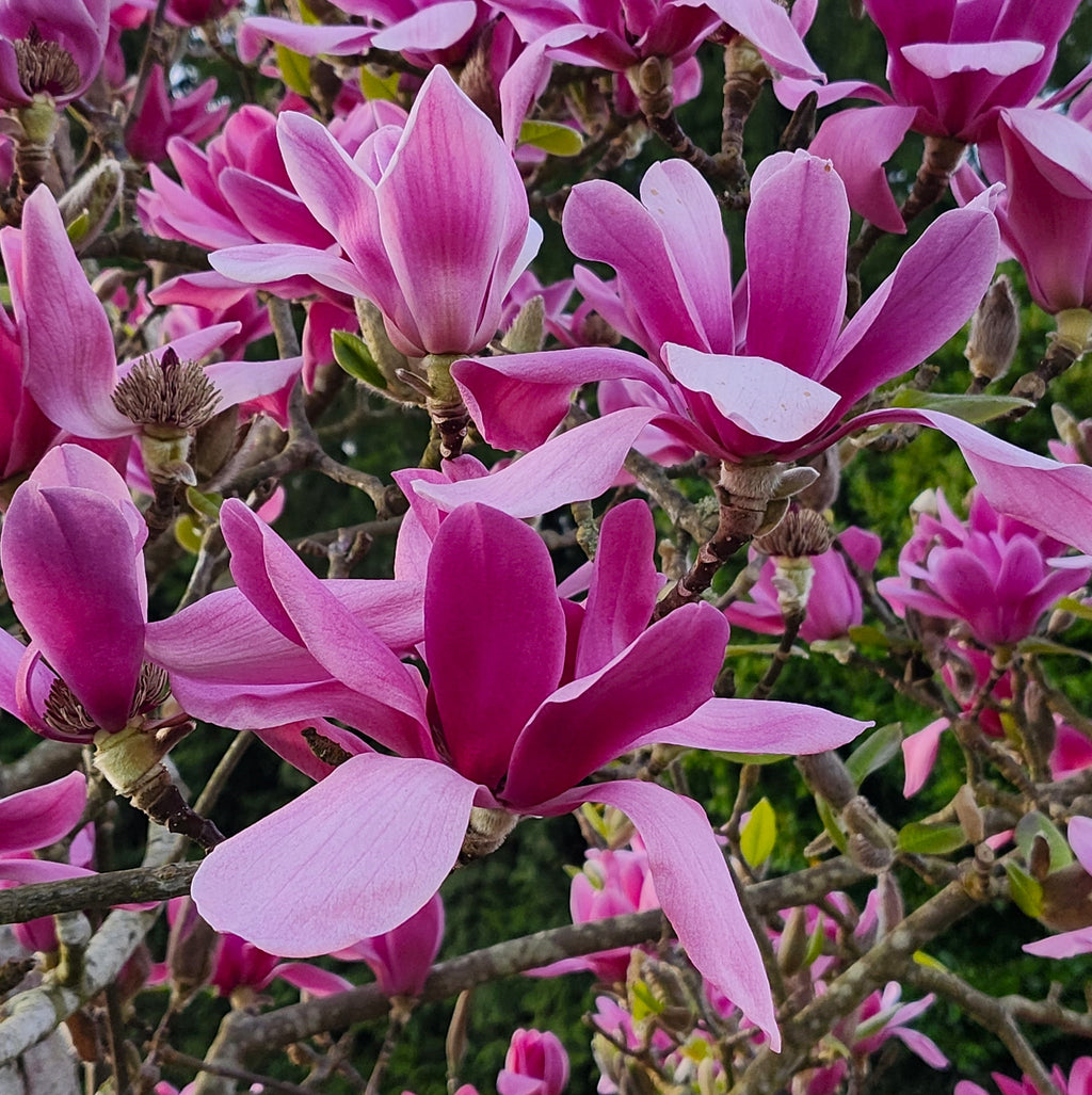 Preorder Magnolia 'Vulcan' | Amsterdam Garden Centre