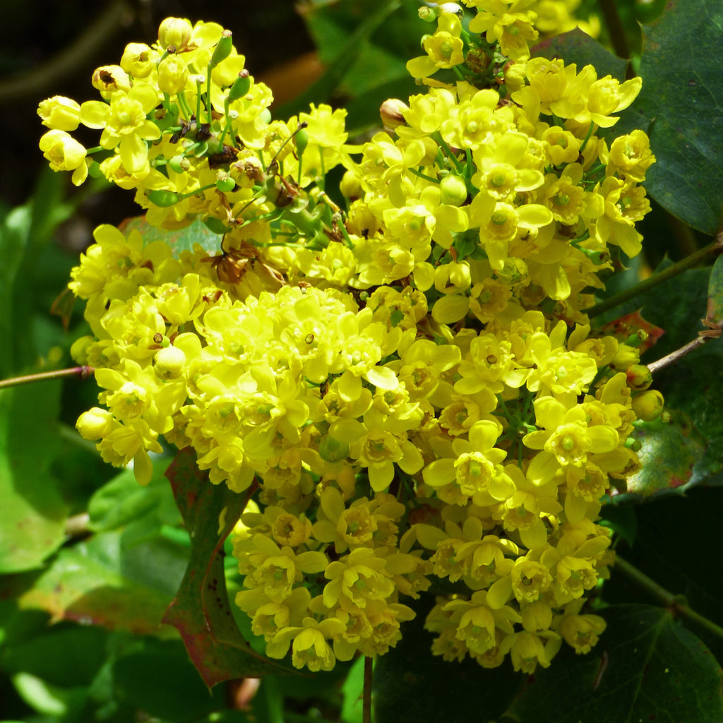 Preorder Mahonia repens (Creeping Mahonia) | Amsterdam Garden Centre