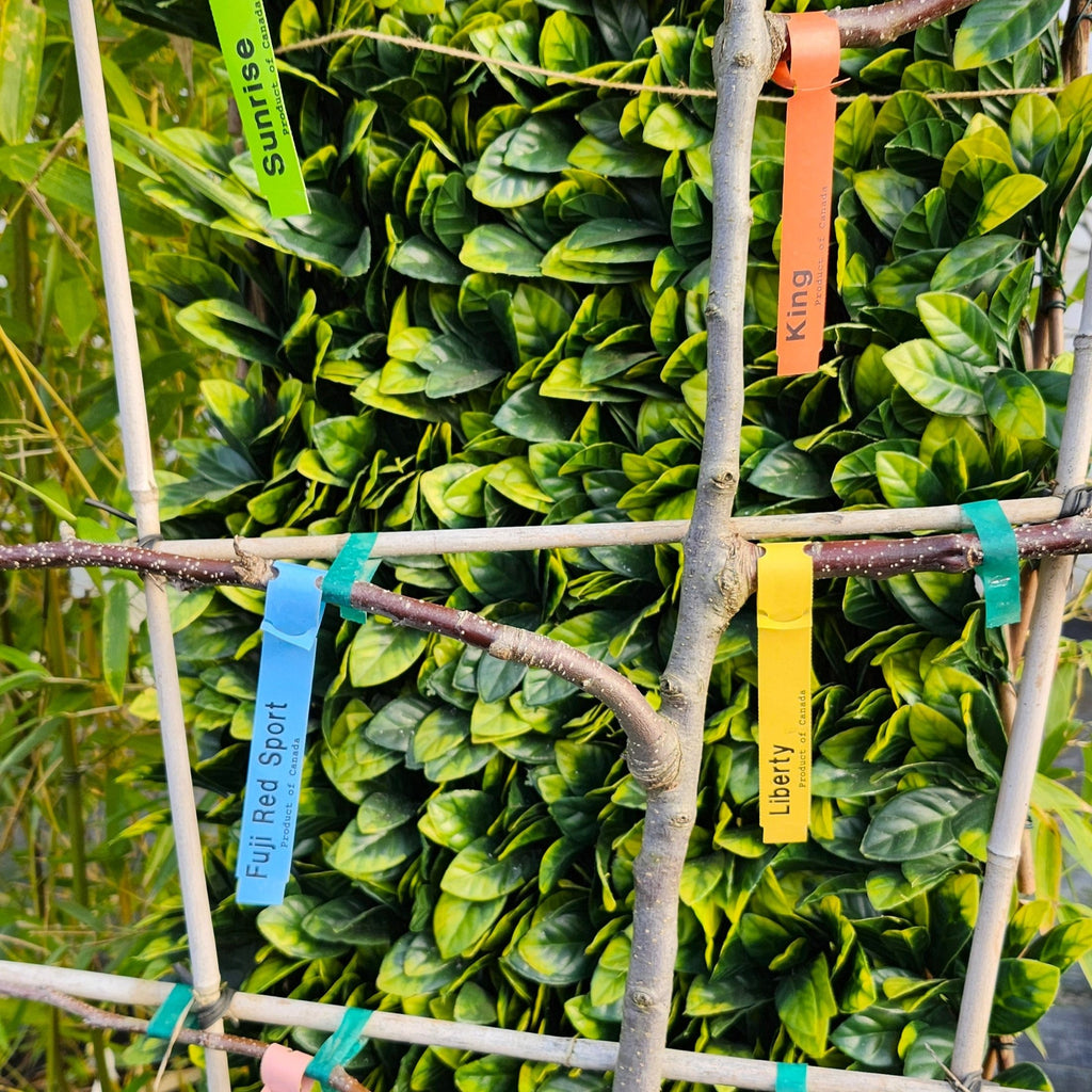 Preorder Apple - 6-Way Espalier Apple (M26 Rootstock) | Amsterdam ...