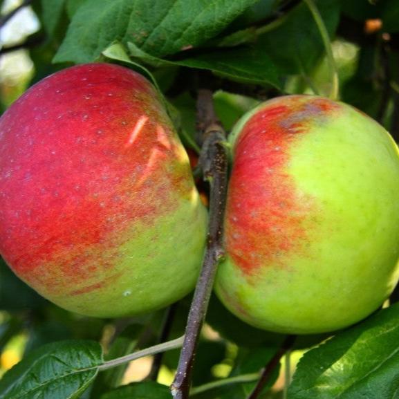 Preorder Apple - Malus domestica ‘Cortland’ (M26 Rootstock) | Amsterdam ...