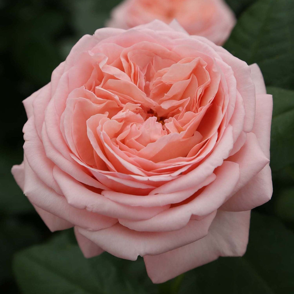 Preorder Rose ‘Martha Stewart’ | Amsterdam Garden Centre