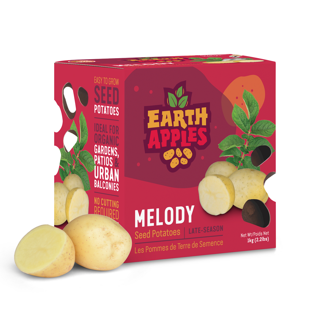 Preorder Potato ‘Melody’ | Amsterdam Garden Centre