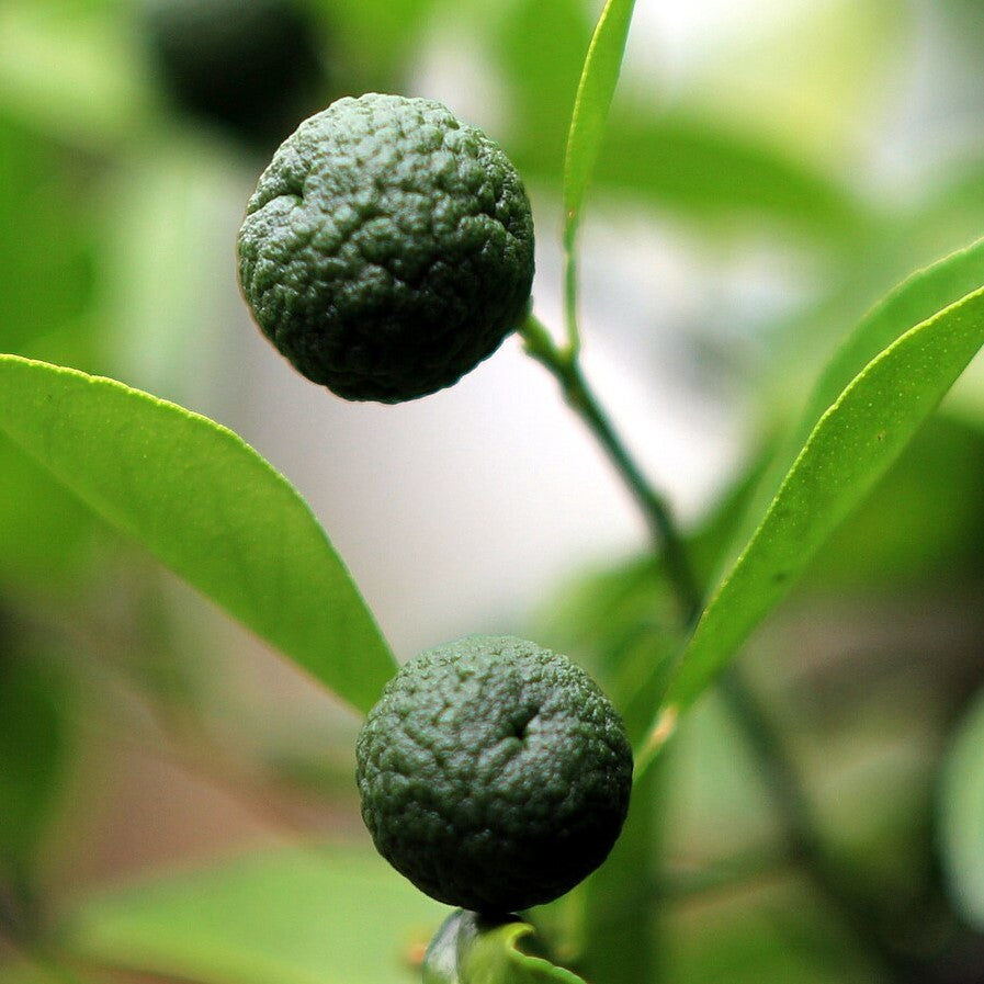 Preorder Citrus ‘Nasnaran' | Amsterdam Garden Centre