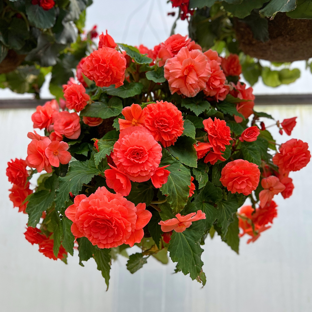 Preorder Orange Solenia Begonia Moss Hanging Basket | Amsterdam Garden ...