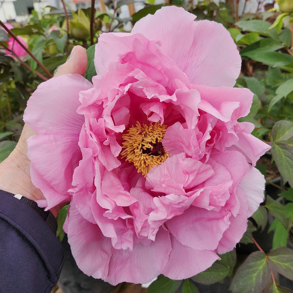 Preorder Peony 'Hanakisoi' | Amsterdam Garden Centre