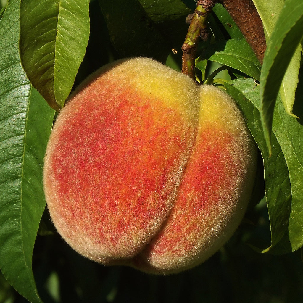 Preorder Peach - Prunus persica ‘Frost’ | Amsterdam Garden Centre