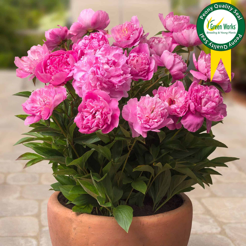 Preorder Peony ‘Rome' | Amsterdam Garden Centre