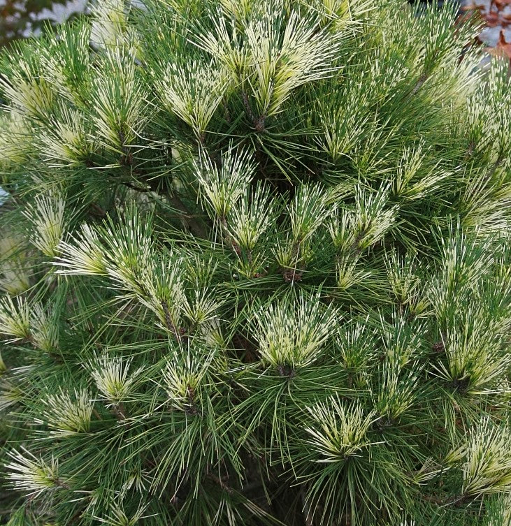 Preorder Pinus densiflora ‘Golden Ghost’ | Amsterdam Garden Centre