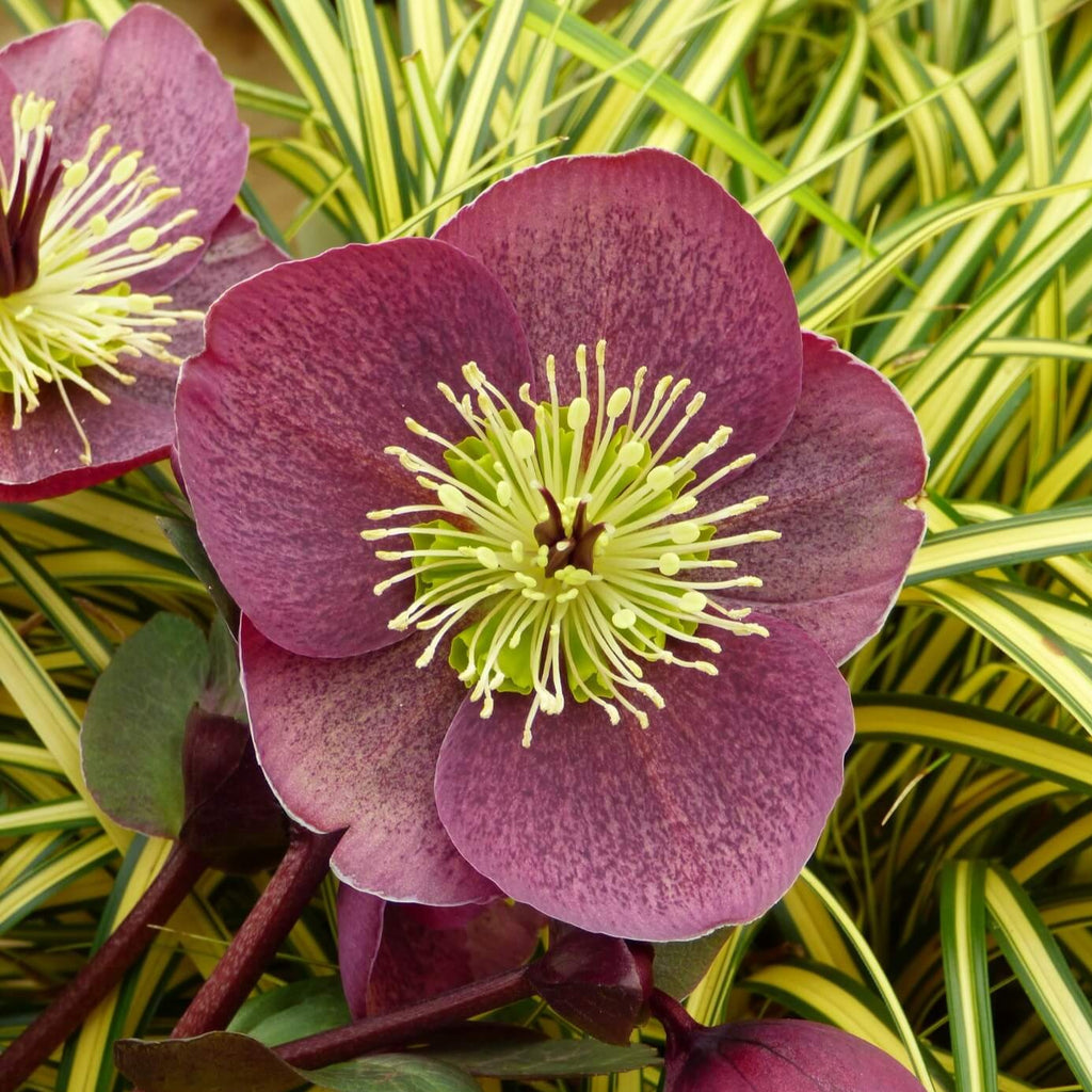 Preorder Hellebore ‘Pippa's Purple' | Amsterdam Garden Centre
