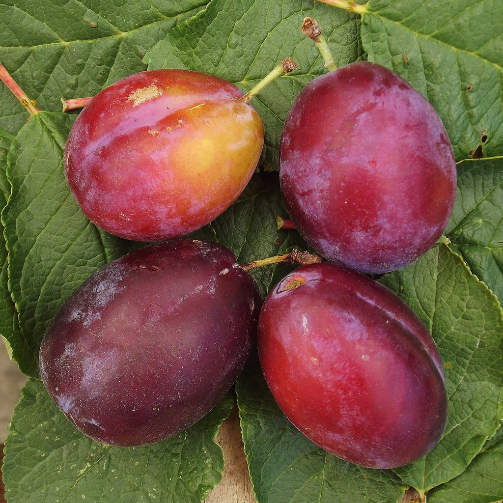 Preorder Plum - Prunus domestica ‘French Prune’ | Amsterdam Garden Centre