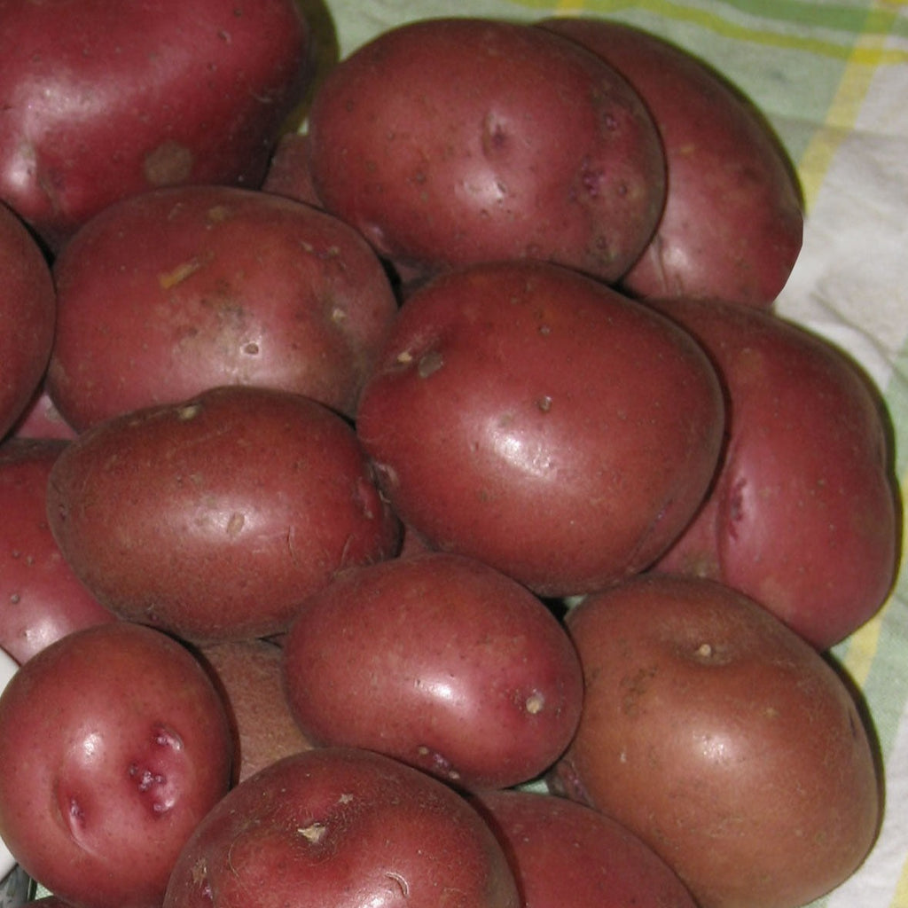 Preorder Potato ‘Red Viking’ | Amsterdam Garden Centre
