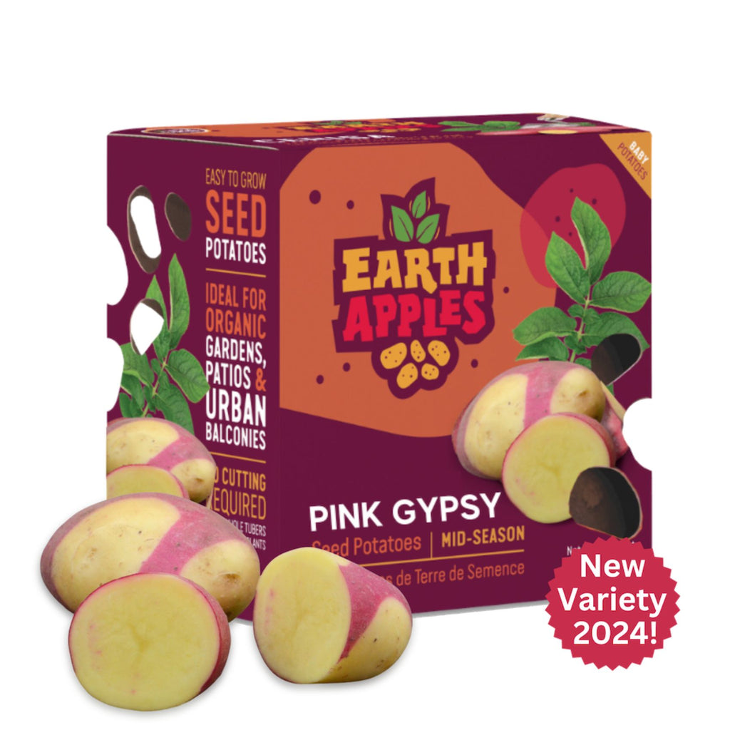 Preorder Potato ‘Pink Gypsy’ | Amsterdam Garden Centre
