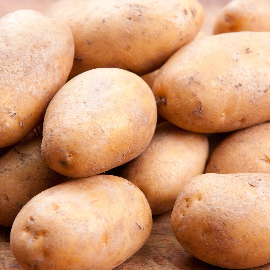 Preorder Potato ‘Sieglinde’ | Amsterdam Garden Centre