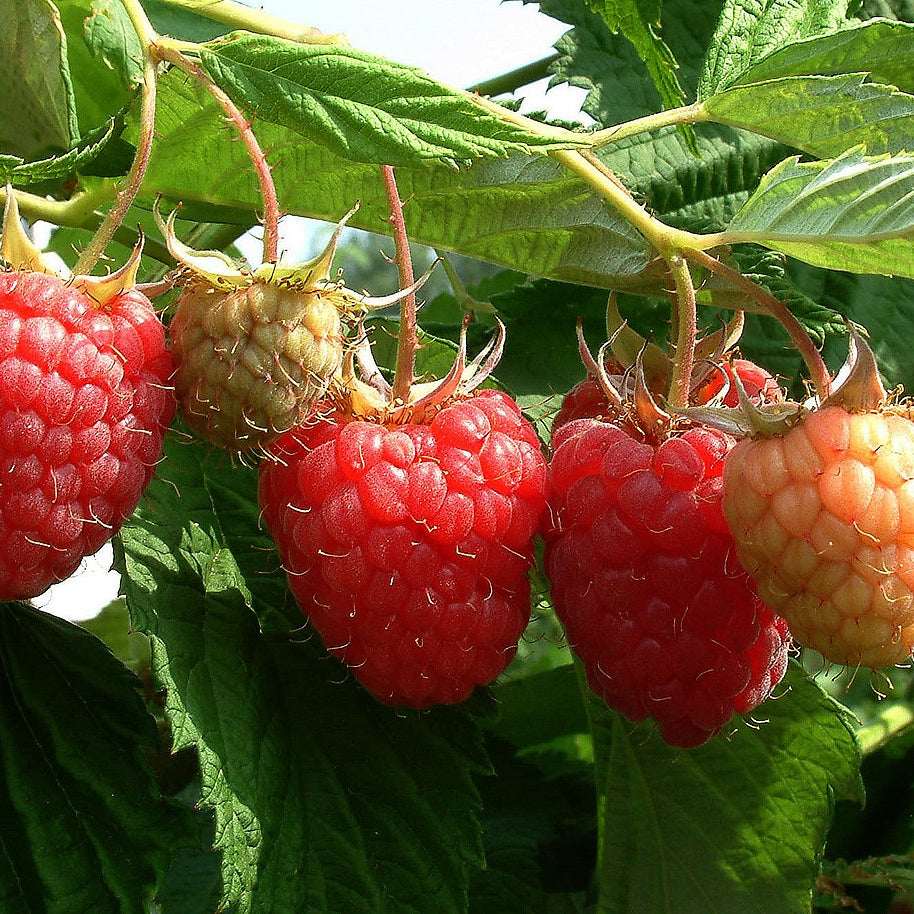 Preorder Raspberry - ‘Boyne’ | Amsterdam Garden Centre