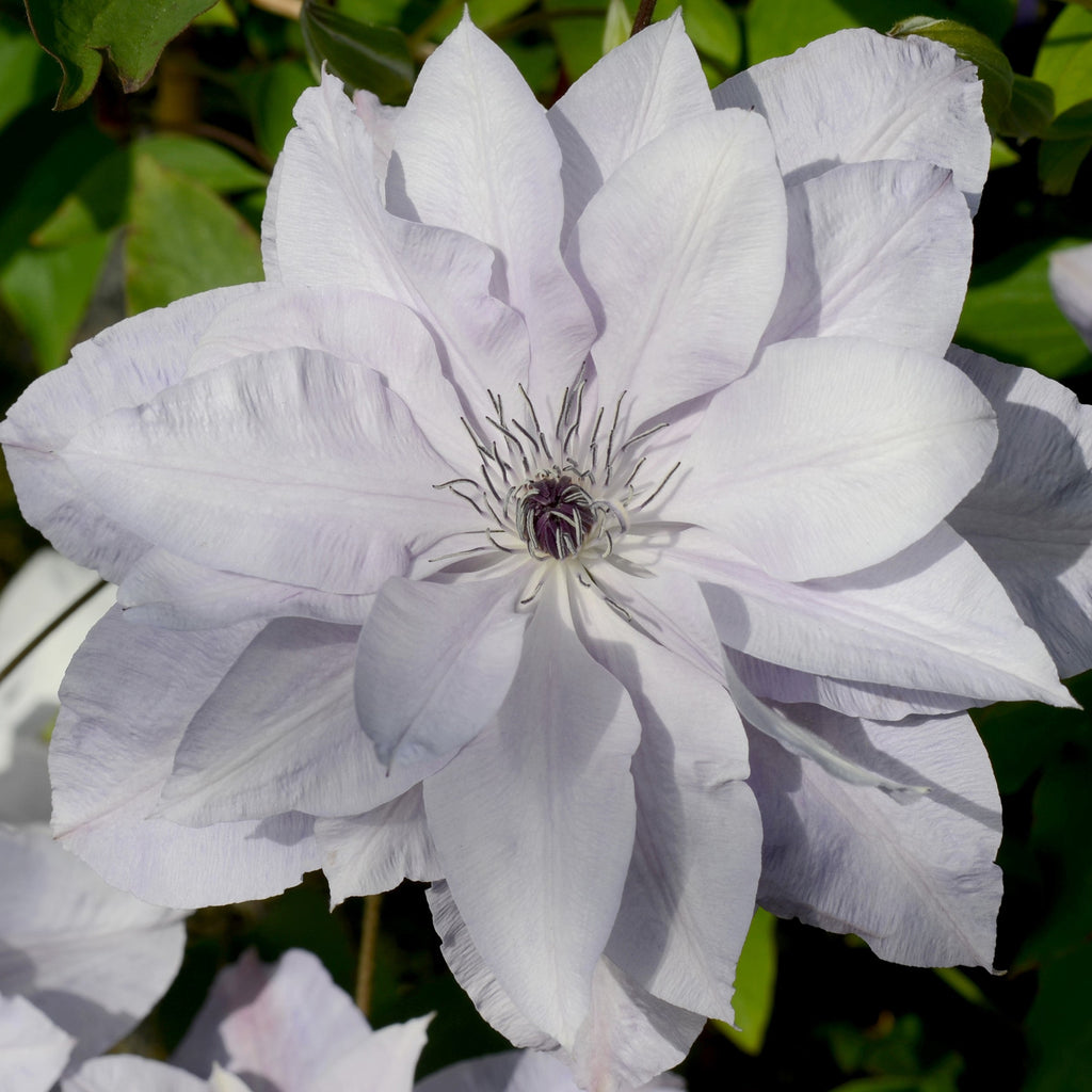 Preorder Clematis ‘Reflections | Amsterdam Garden Centre