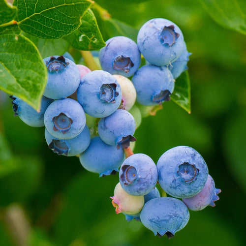 Preorder Blueberry Bushes | Amsterdam Garden Centre