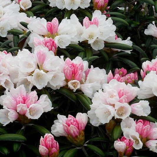 Preorder Rhododendron ‘Crete’ | Amsterdam Garden Centre
