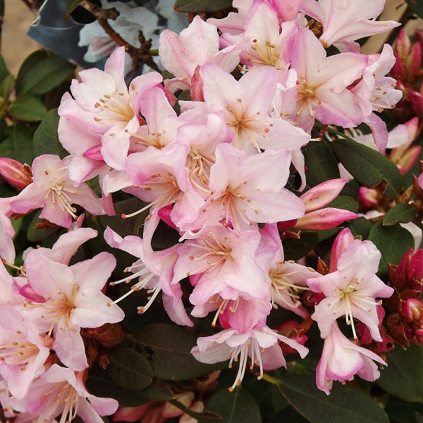 Preorder Rhododendron ‘Ginny Gee' | Amsterdam Garden Centre