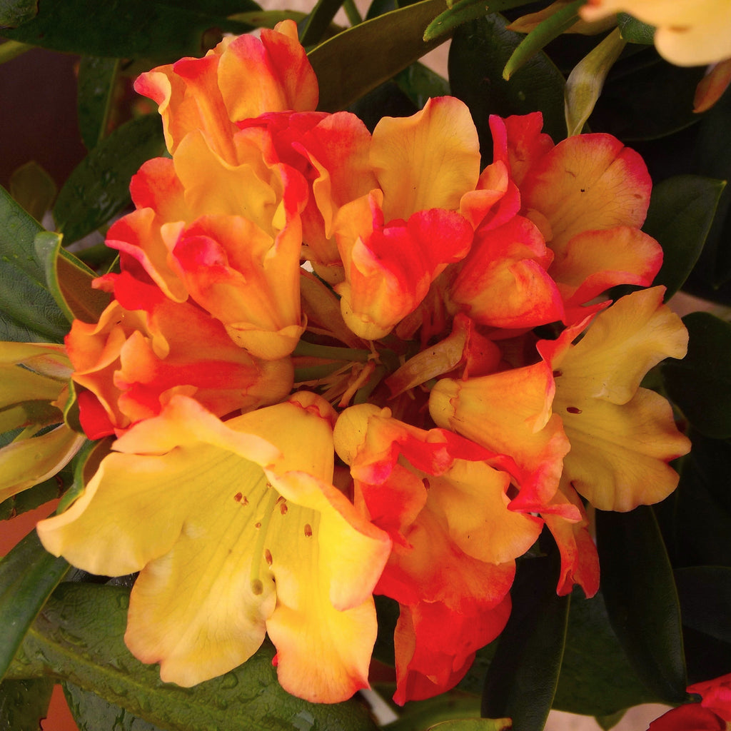 Preorder Rhododendron ‘Neon’ | Amsterdam Garden Centre
