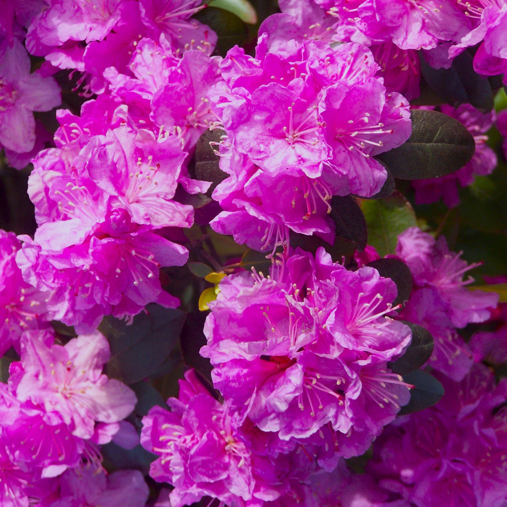 Preorder Rhododendron ‘PJM Elite Star’ | Amsterdam Garden Centre