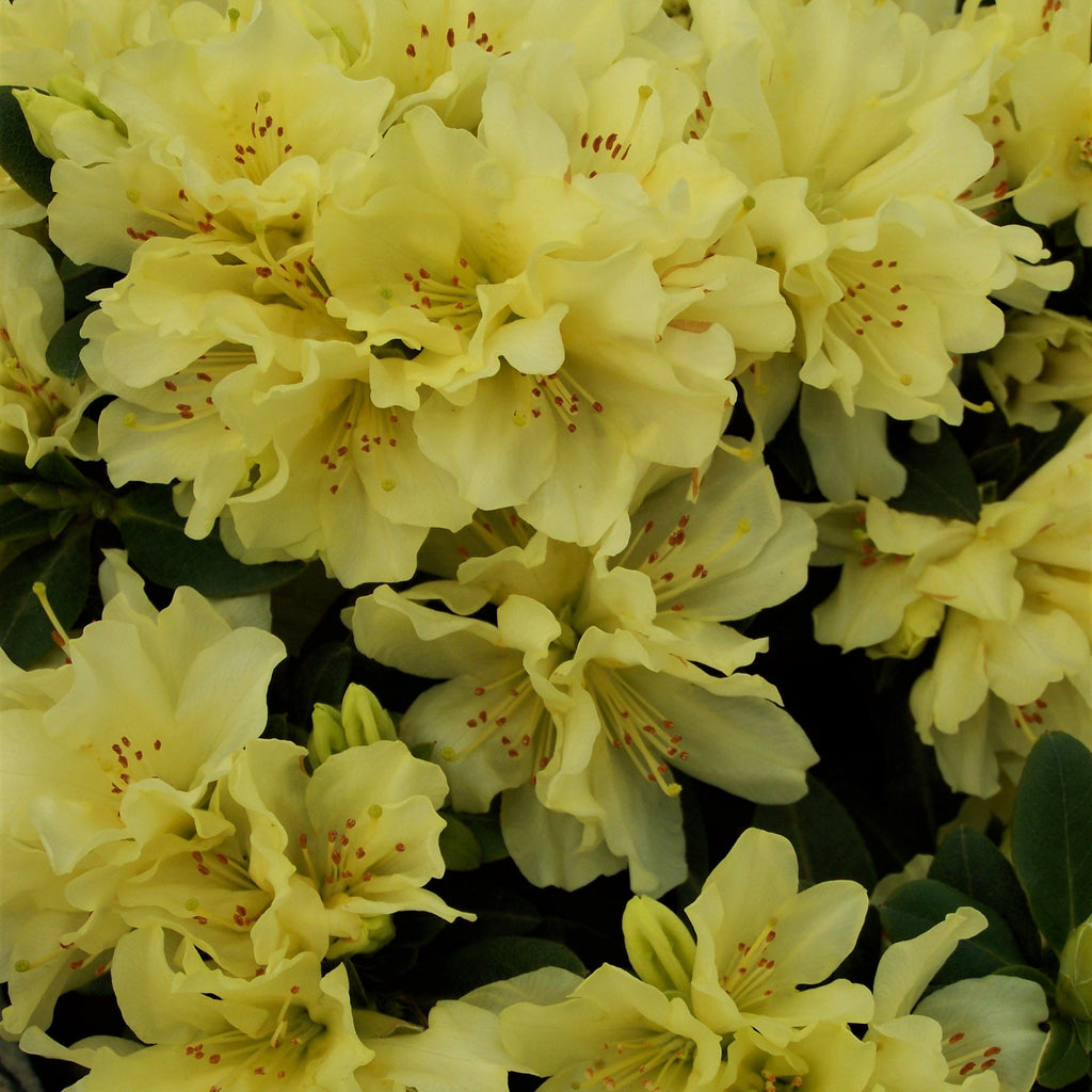 Preorder Rhododendron ‘Patty Bee’ | Amsterdam Garden Centre