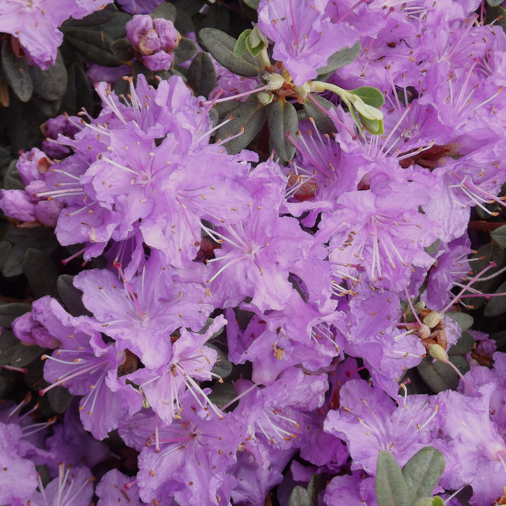 Preorder Rhododendron 'Ramapo' | Amsterdam Garden Centre