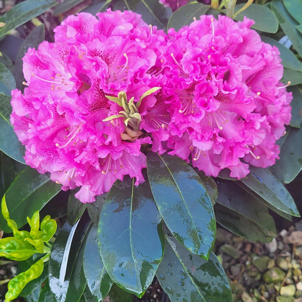 Preorder Rhododendron ‘Raspberry Ruffles' | Amsterdam Garden Centre