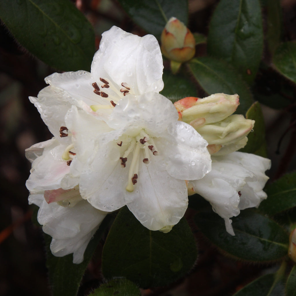 Preorder Rhododendron ‘Snow Lady’ | Amsterdam Garden Centre
