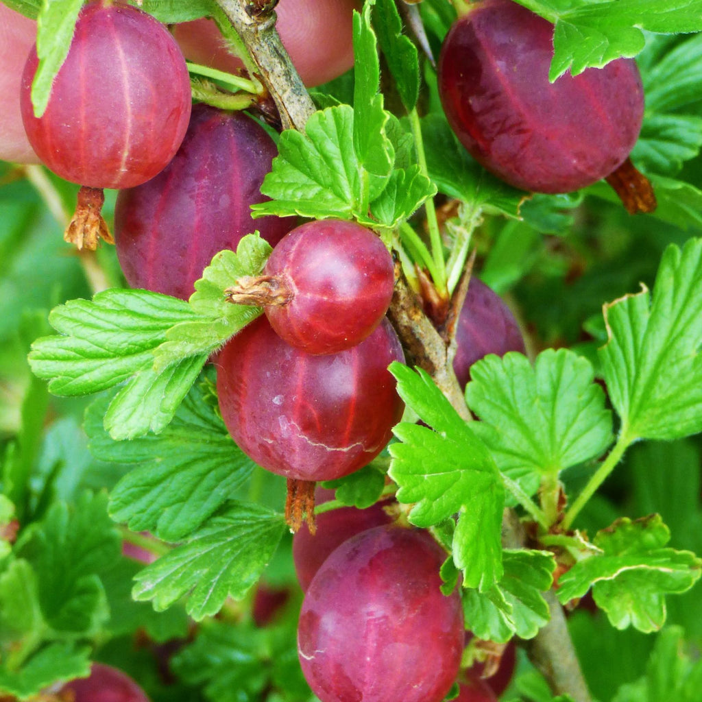 Preorder Red Gooseberry (Ribes uva-crispa ‘Little Ben’) | Amsterdam ...