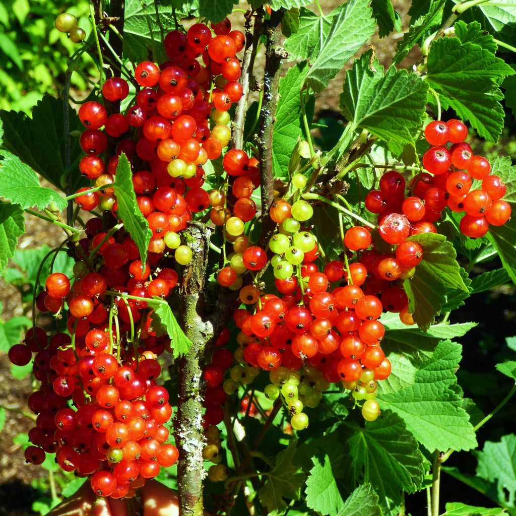 Preorder Current (Red) - Ribes rubrum ‘Rovada’ | Amsterdam Garden Centre