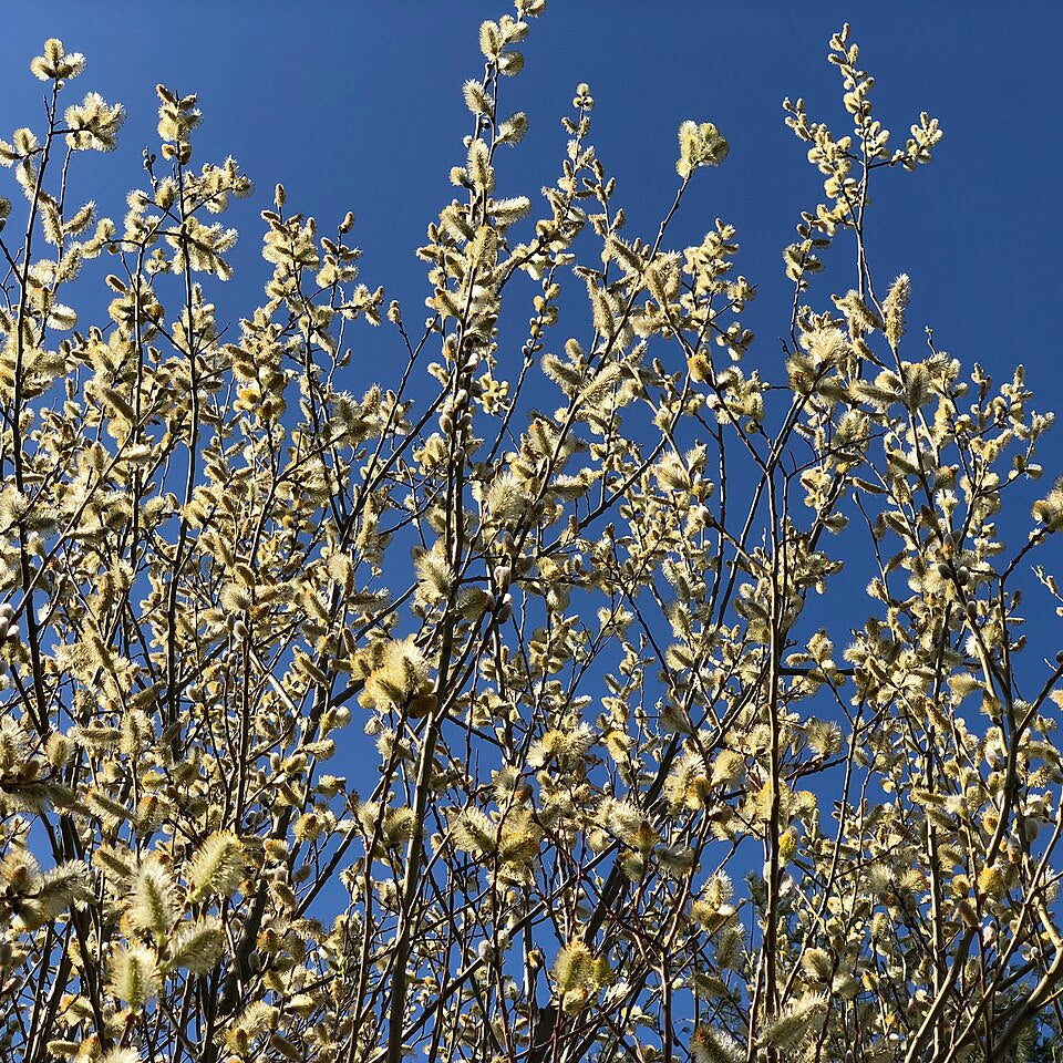 Preorder Salix discolor (Pussy Willow) | Amsterdam Garden Centre