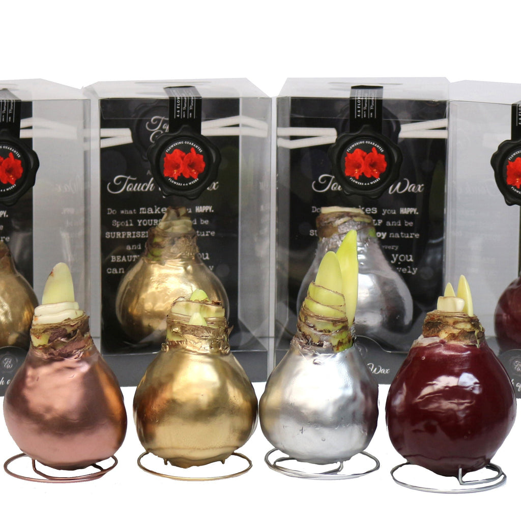 Preorder Amaryllis Waxed Red Kit | Amsterdam Garden Centre
