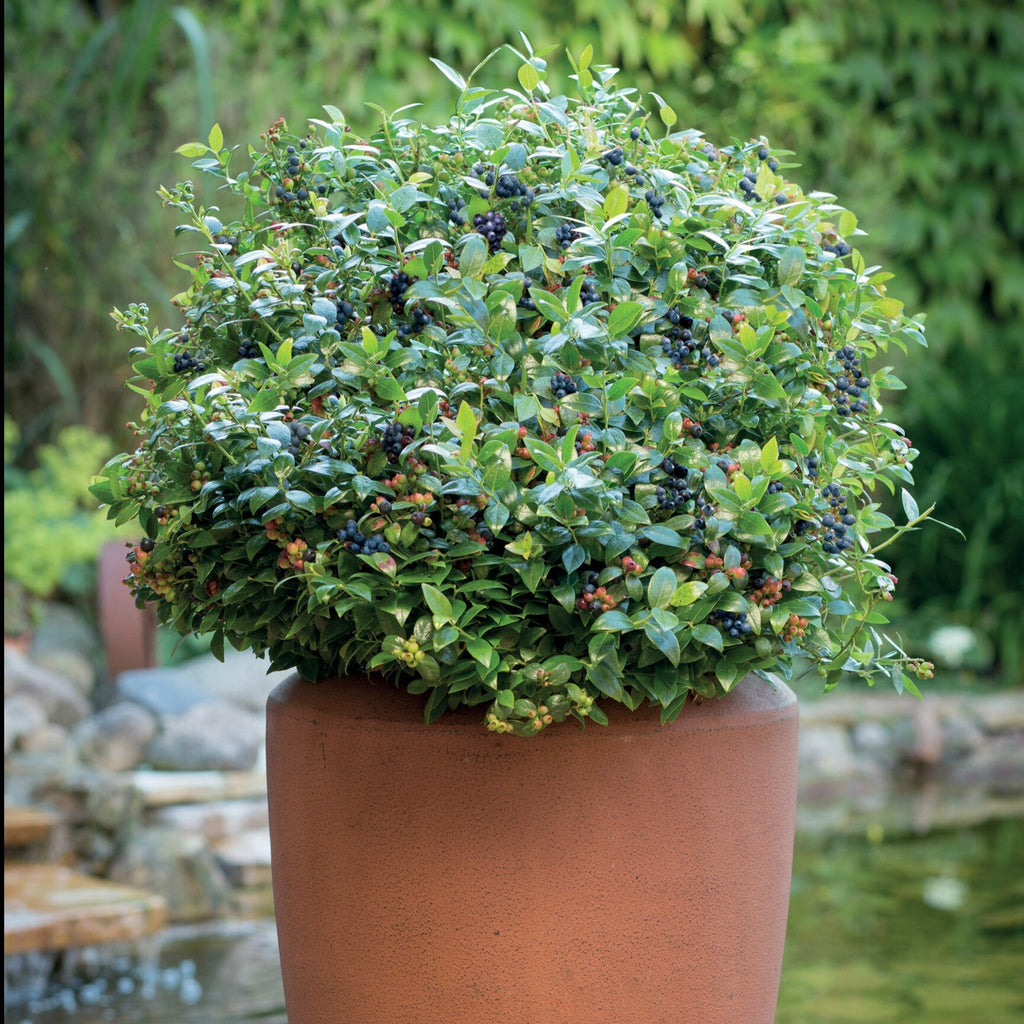 Preorder Blueberry - ‘BerryBux’ | Amsterdam Garden Centre