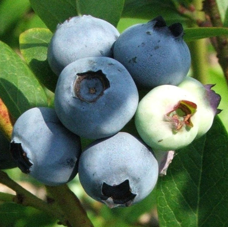 Preorder Blueberry - ‘Bluegold' | Amsterdam Garden Centre