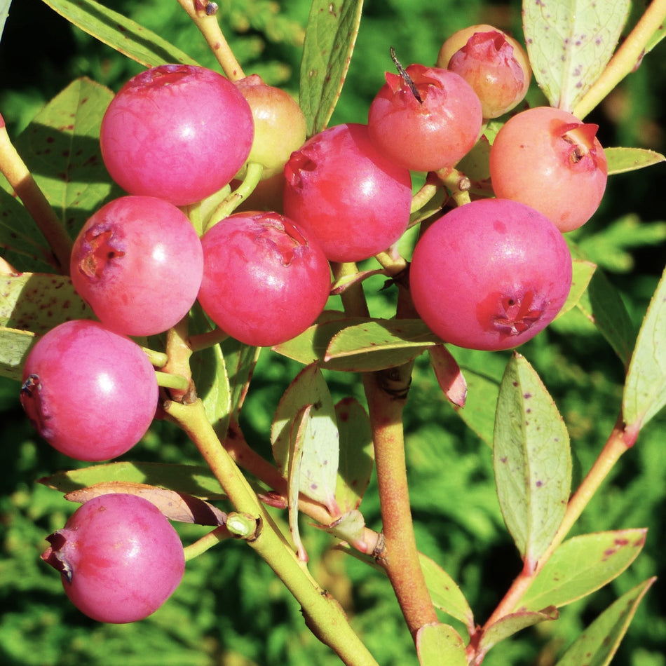 Preorder Blueberry Bushes | Amsterdam Garden Centre