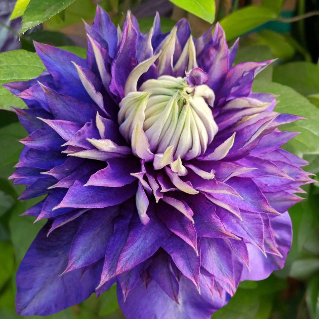 Preorder Clematis ‘Vancouver Blue Lion’ | Amsterdam Garden Centre