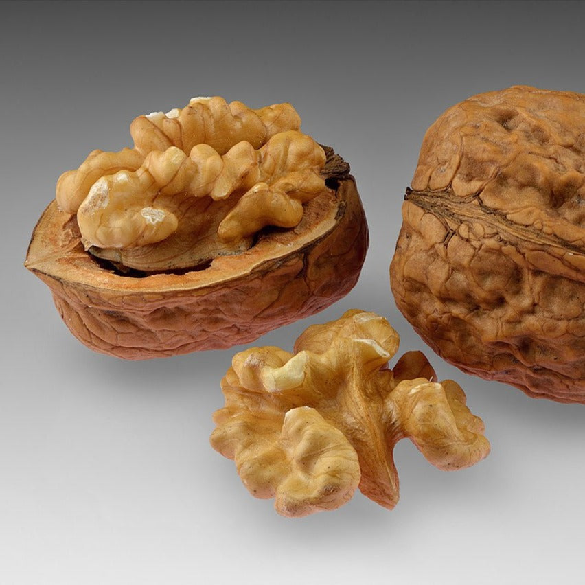 Preorder Walnut - Juglans regia ‘Cascade’ | Amsterdam Garden Centre