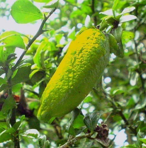 Preorder Finger Lime ‘Yellow' | Amsterdam Garden Centre