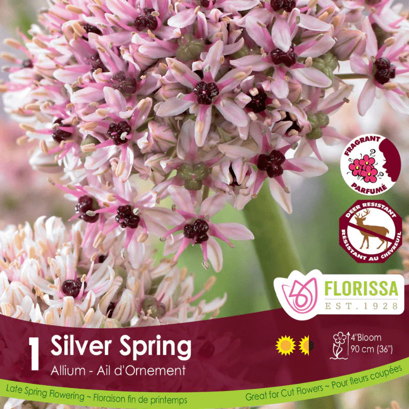 Preorder Allium ‘Silver Spring’ | Amsterdam Garden Centre