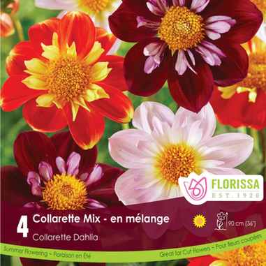 Preorder Dahlia ‘Collarette Mix’ | Amsterdam Garden Centre